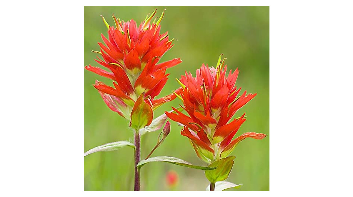 Scarlet Indian Paintbrush Seeds - Drought Tolerant Exotic Flowers