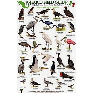 Sea and Shore Birds: Baja California - Sea of Cortez - Pacific Coast (Mexico Field Guides) (Mexico Field Guides S.)