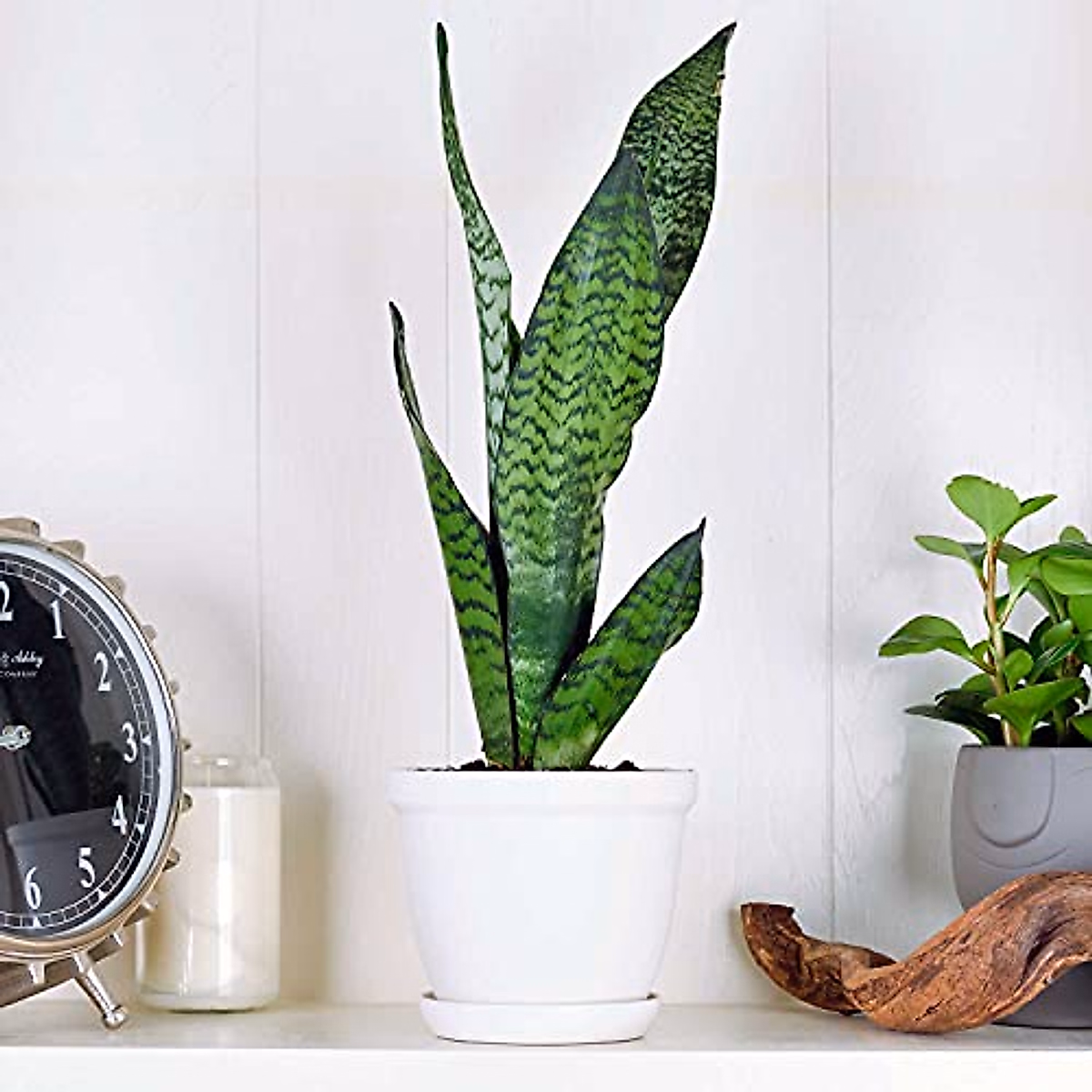 Sierra Concepts Flower Plant Pots for Planters 6 Inch - Set of 6 Plastic Planter Pot Modern Indoor Outdoor for Small Planting, Succulent Plants, Nursery, Orchid, House, Office Décor, Gardening, White