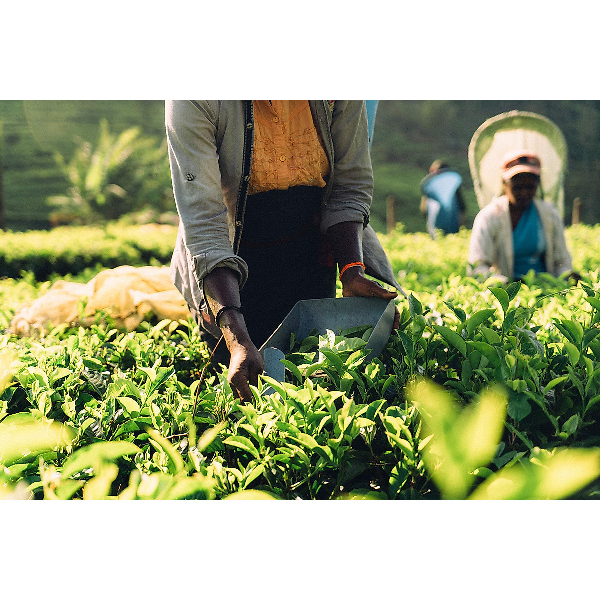 QuikTea Masala Chai Tea Latte 20 Pouches - Packaging May Vary | Single Serve | All Natural & Preservative Free Authentic Instant Chai