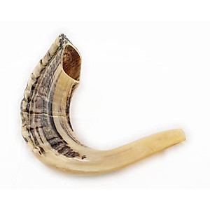 Shofar Ram's Horn Shofar Small Size 29-32cm Natural White