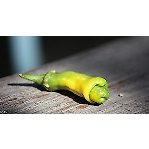 1312-Penis Peter Pepper Mix (Capsicum chinense) Seeds by Robsrareandgiantseeds UPC0764425789666 Bonsai,Non-GMO, Hottest,Organic,Historic,Super Hot, 1312 Package of 10 Seeds