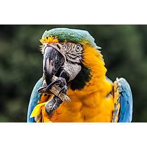 Wakefield Extra Large Virginia Peanuts for Animals, 25 LBS