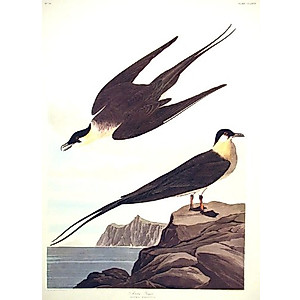 Arctic Jager. From"The Birds of America" (Amsterdam Edition)