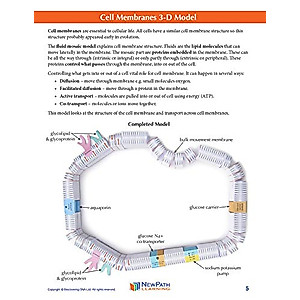 NewPath Learning Cell Membranes 3-D Model Making Kit, Set/5 Full-Color, Paper Model Templates & Teacher Guide (24-7711)