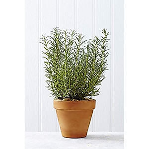 Gaea's Blessing Seeds - Rosemary Seeds - Heirloom Non-GMO Seeds with Easy to Follow Instructions 97% Germination Rate (Single Pack)