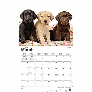 For the Love of Labrador Retrievers 2022 14 x 12 Inch Monthly Deluxe Wall Calendar with Foil Stamped Cover, Animal Dog Breeds DogDays