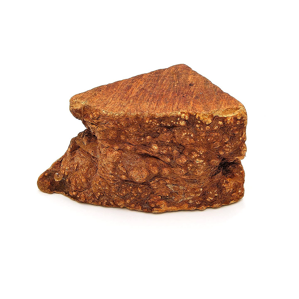 Little Loyals |100% Natural Premium Heather Wood |Dog Chew Toy |Long Lasting Treat |Odorless |Fully Digestible |Gluten Free |Grain Free |for Aggressive Chewers |Dental Care (Medium)