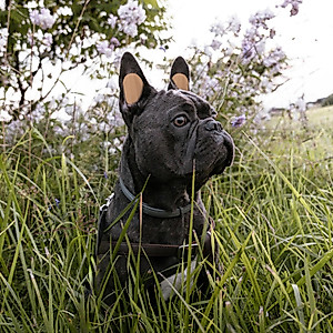 VANZACK Dog Ear Stand Sticker Up Support Tool Dog Ear Fixed Correction Vertical Holder Dog Ear Cover Ear Stand Up Doberman Ear Posting Kit 6x3cm