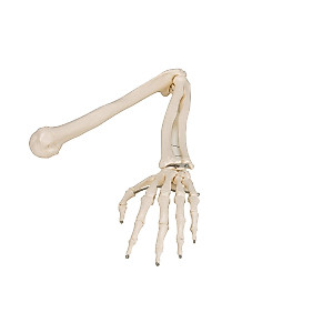 3B Scientific A45 Arm Skeleton - 3B Smart Anatomy