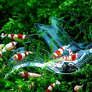 JZMYXA Shrimp Feeding Dish Shrimp Feed Dish Leaf Shaped Bowl