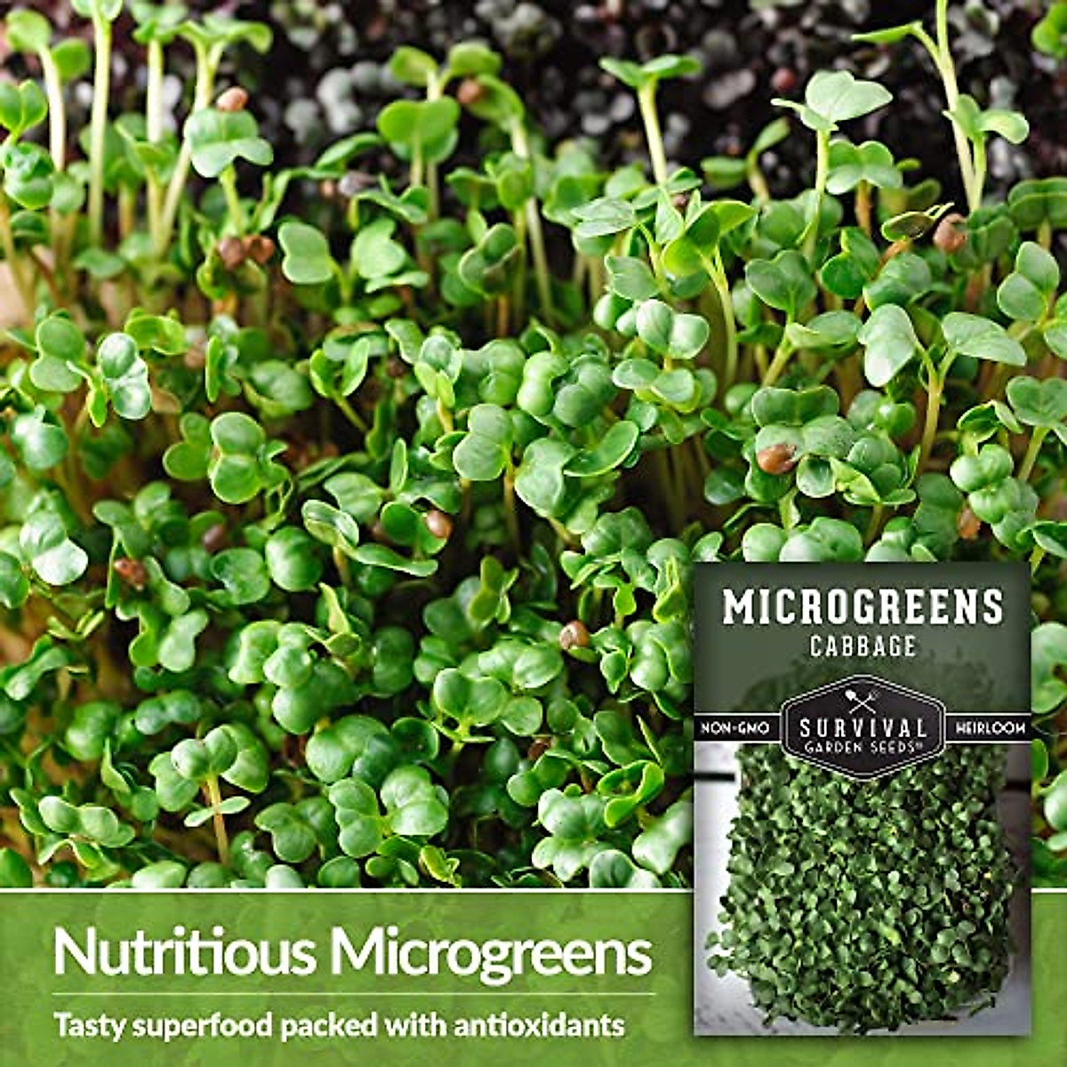 Survival Garden Seeds Cabbage Microgreens for Sprouting and Growing - 5 Packs - Sprout Green Leafy Micro Vegetable Plants Indoors - Grow A Mini Windowsill Garden - Non-GMO Heirloom Variety