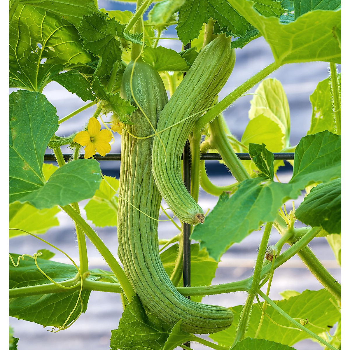 Burpee 'Suyo Long' Cucumber Seeds, 30 Non-GMO seeds, Heirloom
