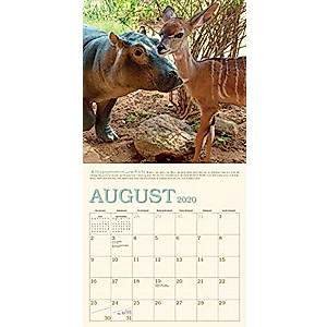Unlikely Friendships Wall Calendar 2020
