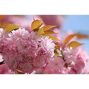 hua xian zi Bonsai Tree Japanese Sakura Seeds. Rare Japanese Cherry Blossoms Flowers Seeds in Bonsai,Pink Prunus Serrulata 30 Seeds