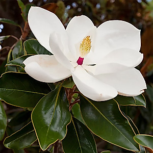 QAUZUY GARDEN 10 Premium Southern Magnolia Grandiflora (Big Laurel) Bull Bay Seeds for Planting | Fragrant Perennial Evergreen Tree Attract Pollinators Striking Accent Privacy Screen