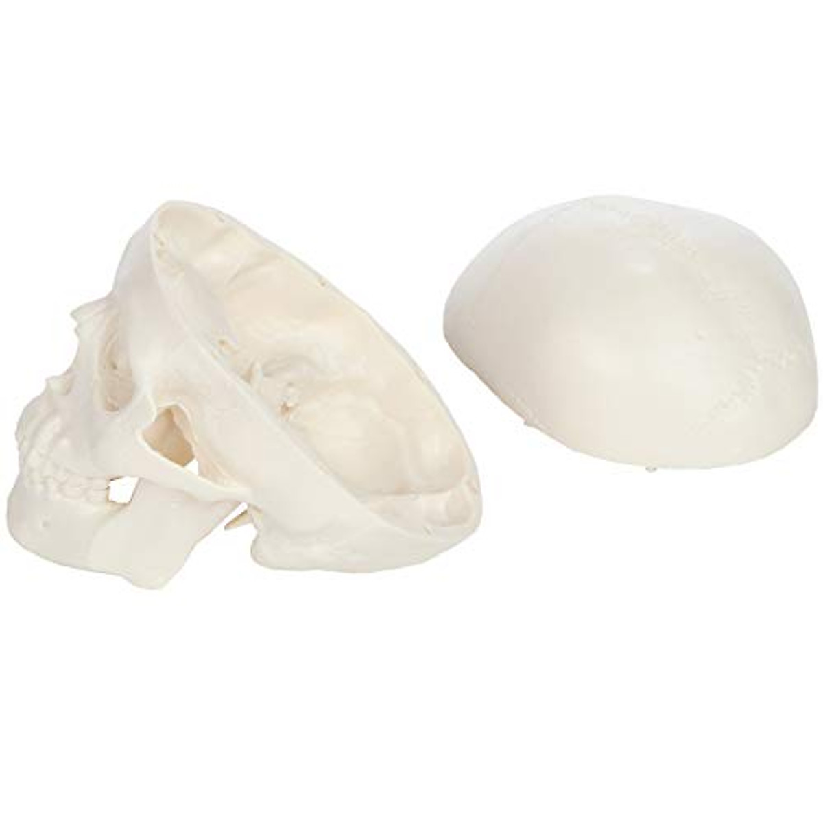 Axis Scientific Miniature Human Skull Model, 3.5" Tall 3-Part Anatomical Mini Human Skull Model with Removable Skull Cap and Moving Jaw, Realistic Skull Anatomy Model, Includes Detailed Product Manual