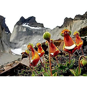 Orchid Love- The World's Greatest Orchid Food!(Net 32 fl oz. concentrate: yields 16 to 32 gallons)