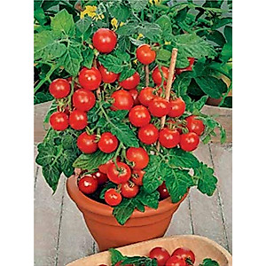 NIKA SEEDS - Vegetable Indoor Dwarf Tomato Santa Claus - 25 Seeds
