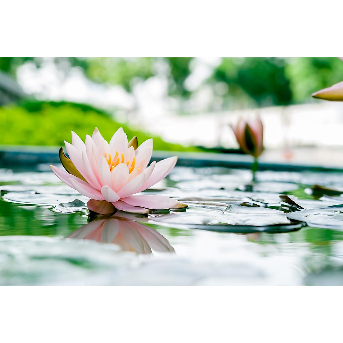 60 Pcs Mix Bonsai Bowl Lotus Seeds, Water Lilys Flower Plant, Lotus Seeds for Planting Water Features Seeds Non-GMO Fresh Garden Seeds