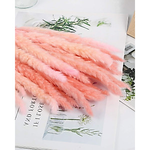 Omldggr 20 Pieces Natural Dried Pampas Grass Natural Dried Flowers Dried Reed Grass for Home Garden Office Party Wedding Decor(Pink)