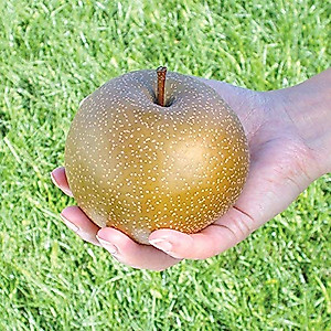 Asian Pear 10 Seeds - Chinese Sand Pear Seeds, Pyrus Pyrifolia Seeds, Edible Fruit Tree Seeds for Planting, Asian Pear Tree Plant Fast Growing, Asian Fruit Tree Seeds