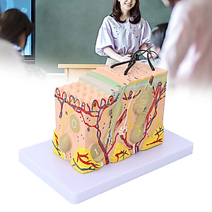 35x Enlarged Anatomical Skin Model for Cosmetology Study 3D Teaching Aids with Labeled Diagram Skin Model Ultrassist Skin Anatomy Model Teaching Tool for Science Study