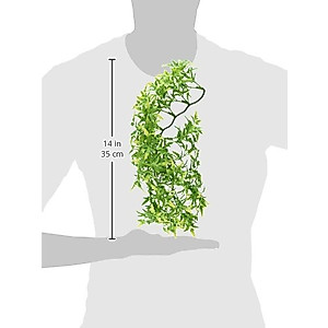 Zoo Med Laboratories SZMBU15 Natural Bushy Bolivia Croton, Small