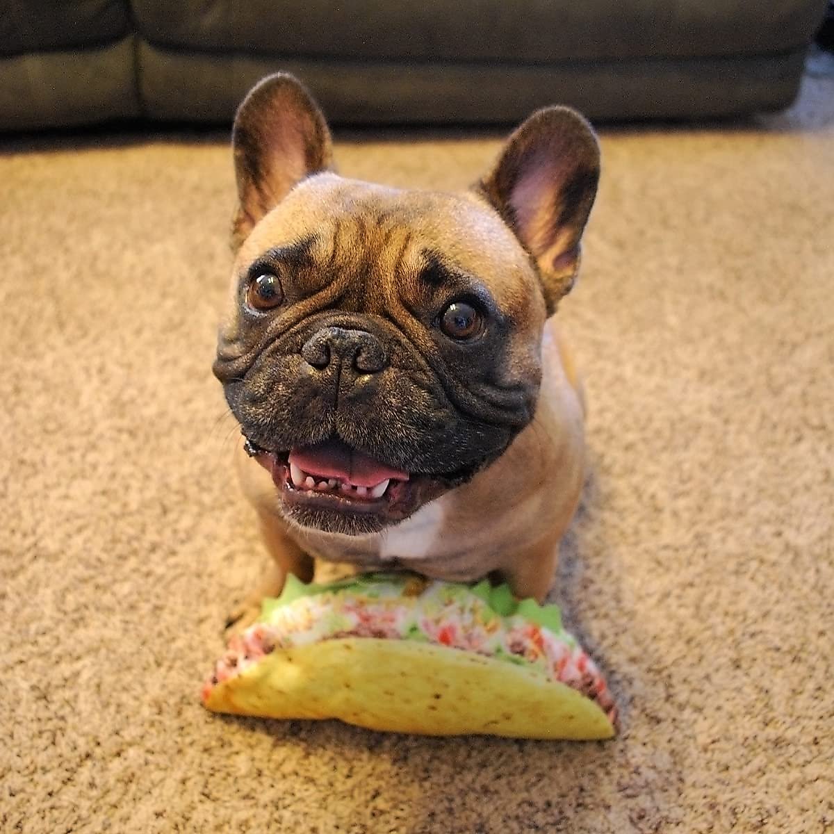 Doggijuana | Refillable Catnip Dog Toy | Naturally Calming | Catnip Grown in The USA (Taco)