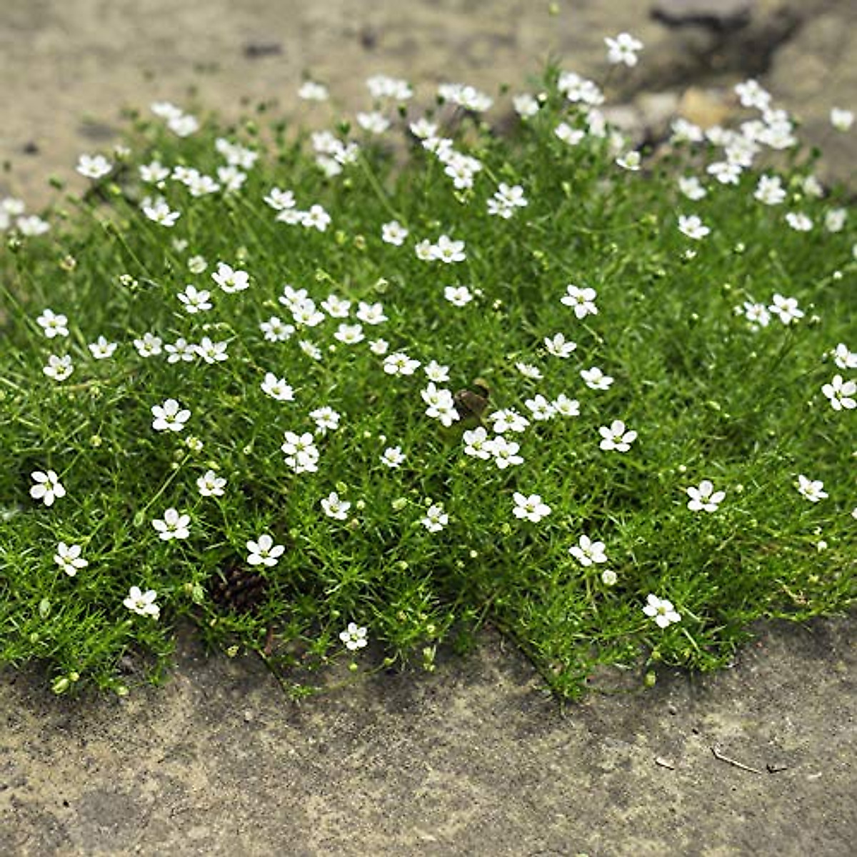 Outsidepride 5000 Seeds Perennial Irish Moss Low Growing, Mat Forming, Ground Cover Seeds for Planting