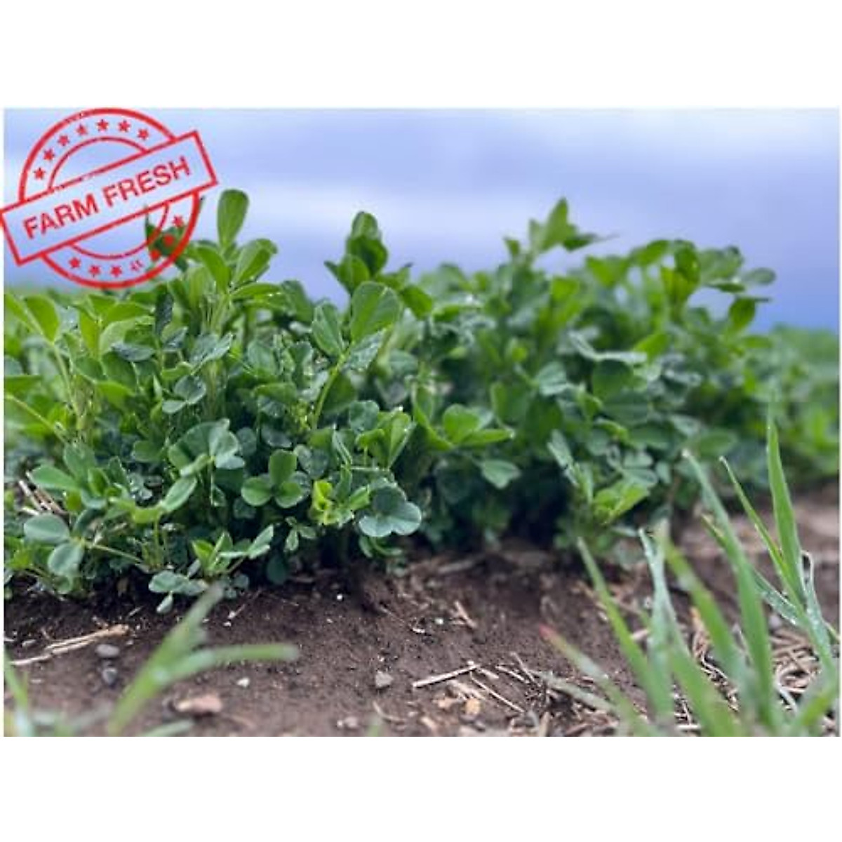 5 Lbs Fresh Alfalfa Hay by Bunny Honey - USDA Organic Natural Hay for Guinea Pigs, Rabbits, Hamsters, Hedgehogs, and More Small Select Animal Pets - 2nd Cut Fresh from Farm (5LB)