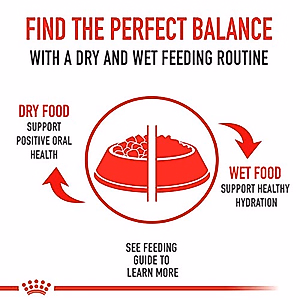 Royal Canin Small Dog Dental Care Dry Dog Food, 17 lb bag