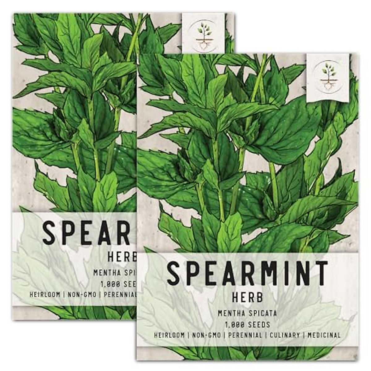 Seed Needs, Spearmint Herb Seeds for Planting (Mentha spicata) Heirloom, Non-GMO & Untreated
