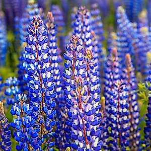 Outsidepride Perennial Blue Lupine Wild Flower Plants Attracting Birds & Butterflies - 500 Seeds
