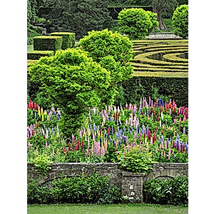 UtopiaSeeds Russell Lupine Mixed Seeds - Perennial Wildflowers - Giant Lupine