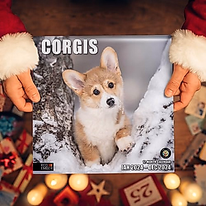 RED EMBER Corgis 2024 Wall Calendar 12 Month | 12" x 24" Open | Thick & Sturdy Paper | Giftable | Calendar 2024