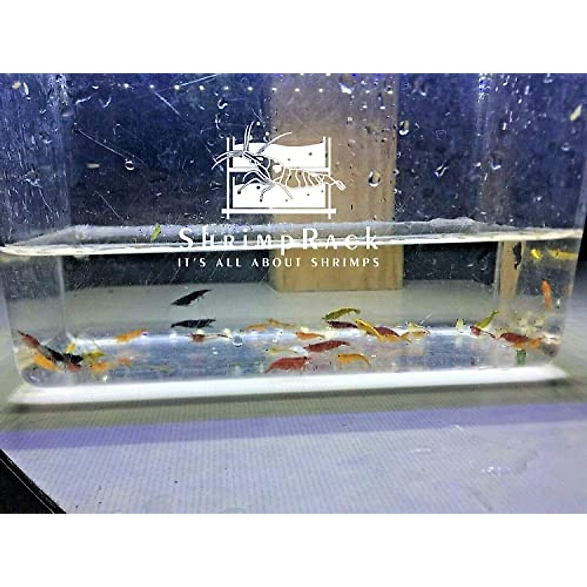 ShrimpRack™ 10 Mixed Color Neocaridina Shrimp Skittles Live Freshwater Aquarium Shrimps Beeding Age Young Adults 1/2-1 inch Long. Live Arrival Guarantee.