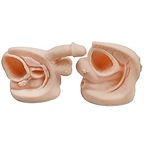 INTBUYING Education Model Male and Female Anatomy Teach Set Model Internal and External Genital Anatomy Model and Urinary Mold