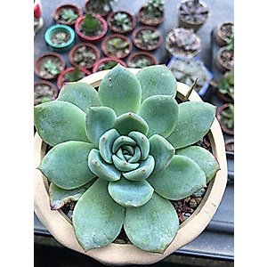 Seeds Of Strength Mixture 200+ Succulents Seeds Garden and Home Bonsai Flower Plant