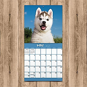 TF PUBLISHING 2021 Puppies Mini Wall Calendar - Animal Photographs with Contacts and Notes Space - Home or Office Planning and Organization in Compact Spaces - Premium Gloss Paper 7"x7"