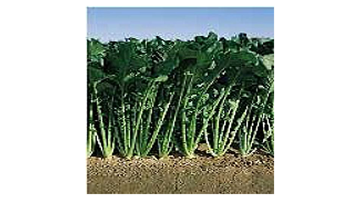 Grow Topper Turnips: Non-GMO Organic Seeds for Your Garden