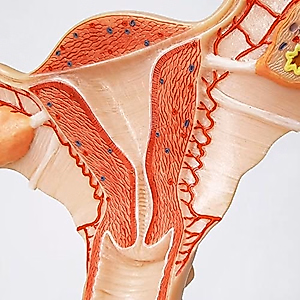 EVOTECH Human Uterus and Ovary Model, 2022 Newest Female Reproductive Organ Model, Female Genital Organ, Shows Uterus, Ovary, Vagina, Uterine Medical Teaching Anatomical Gynecology