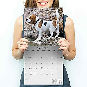 2023 2024 Beagle Calendar - Dog Breed Monthly Wall Calendar - 12 x 24 Open - Thick No-Bleed Paper - Giftable - Academic Teacher's Planner Calendar Organizing & Planning - Made in USA