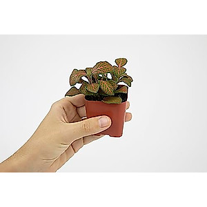 Altman Plants Live Houseplants (12PK), Indoor Plants for Delivery Prime, Live Plants and Gardening Gifts for Plant Lovers, Planters for Indoor Plants with Potting Soil, Live House Plants Indoors Live