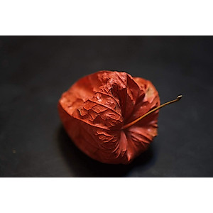 Fujifilm Fujinon XF60mmF2.4 R Macro