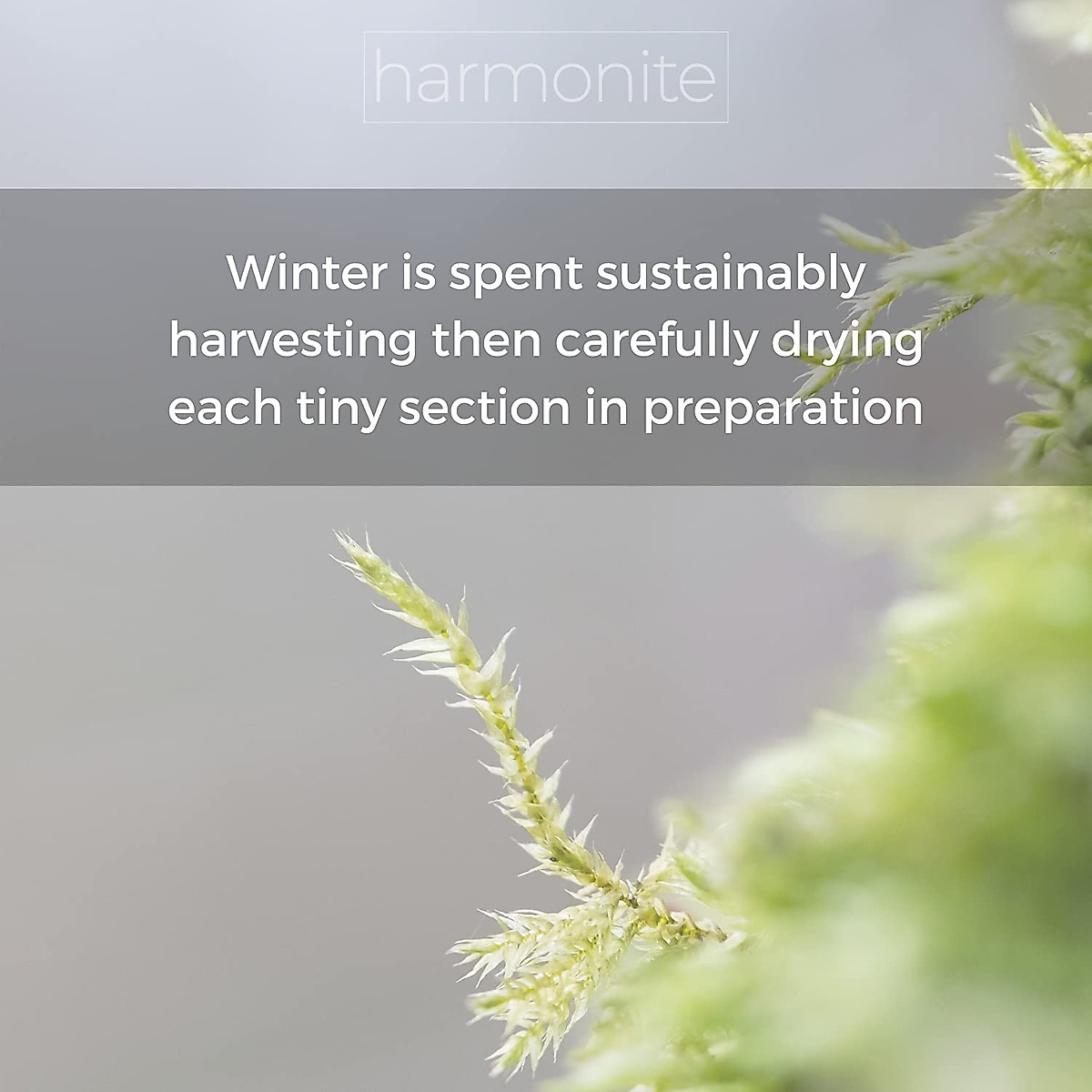 HARMONITE English Acorn Pendant Necklace for Women and Men. Handmade Natural Gift of Moss Jewelry for Motherhood, Maternity, or as Spiritual Unique Gifts Set in Eco Resin