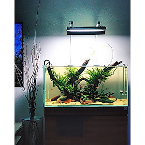 SubstrateSource Java Fern Live Aquarium Plants - Potted Freshwater Plant for Fish Tanks - Beginner Friendly, Low Light (Java Fern, 1 Pot)