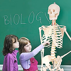 Skeleton Stand, Life Size Model, Standing Human Skeletons, 71x20x20 Inches, Lifesize Full Body Anatomy, Articulated Anatomical Skeletal System, Anatomically Correct Medical Physiology | Houseables