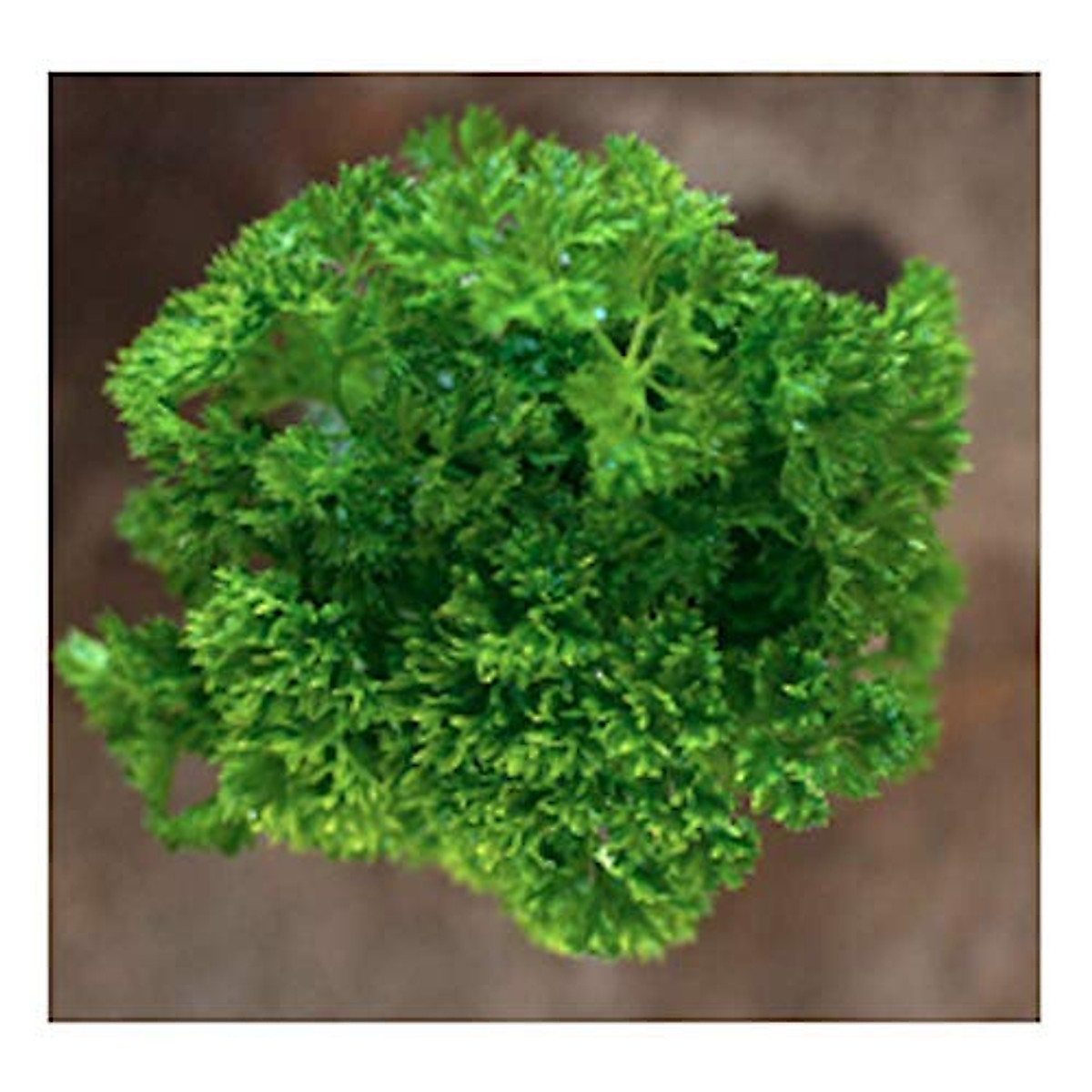 Triple Curled Parsley Seeds for Planting, 300+ Seeds Per Packet, (Isla's Garden Seeds), Non GMO & Heirloom Seeds, Botanical Name: Petroselinum crispum, Great Herb Garden Gift