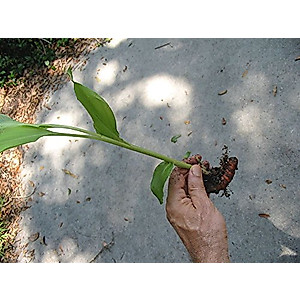 Turmeric (rhizome) Grow Your own,Grow Indoors or Outdoors - (1 Pound)